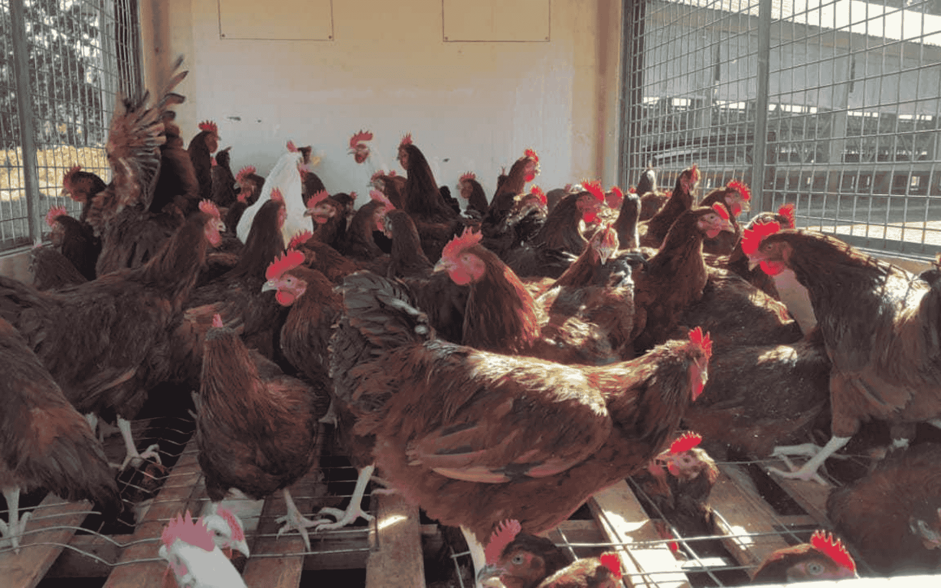 Modern Chicken Farming at YEGEN FARM - Yegen Farms